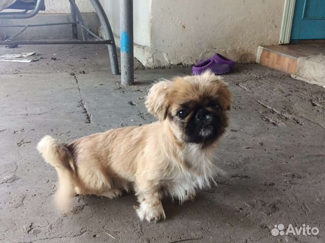 Вязка пекинес