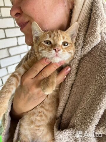 Котик и кошка 3 месяца