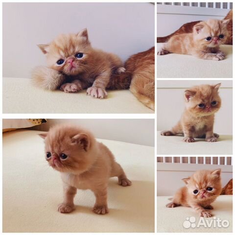 Экзотические котята