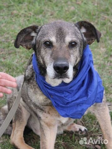 Барс ищет семью