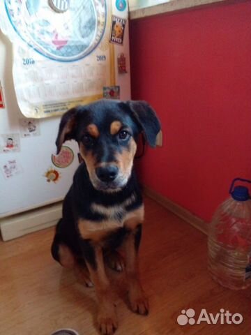 Собаки щенки