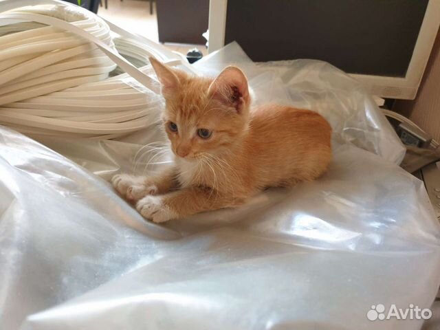 Кошка в дар бесплатно