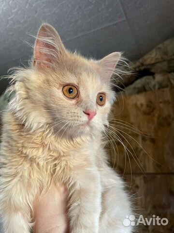 Котёнок Аяна в дар