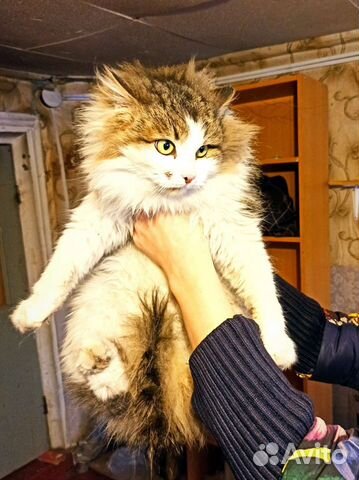 Кошка Вафля