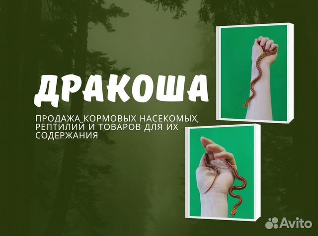 Маисовый полоз самка