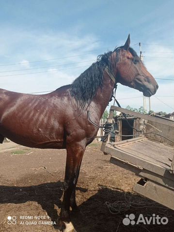 Продажа жеребца