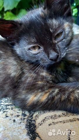 Котёнок девочка