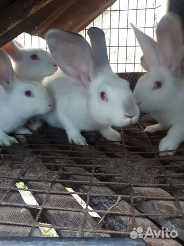 Кролики малыши