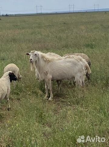 Козел Зааненский