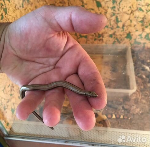 Веретеница ломкая