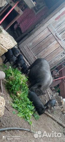 Вьетнамские поросята