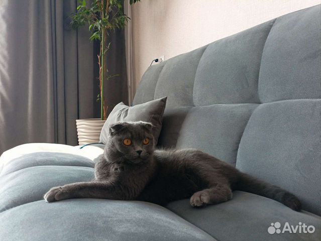 Кошка в дар