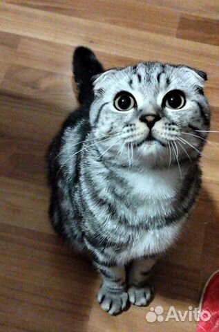 Шотландский вислоухий кот вязка