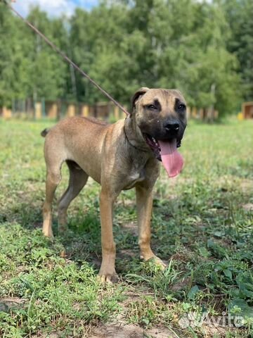 Ищет дом питбуль стафф