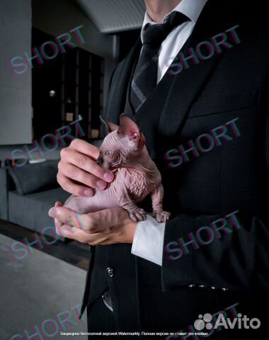 Котенок Бамбино / Канадский сфинкс