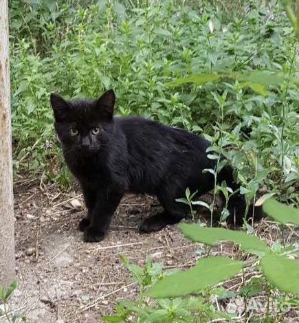 Черный котенок девочка ручная и добрая