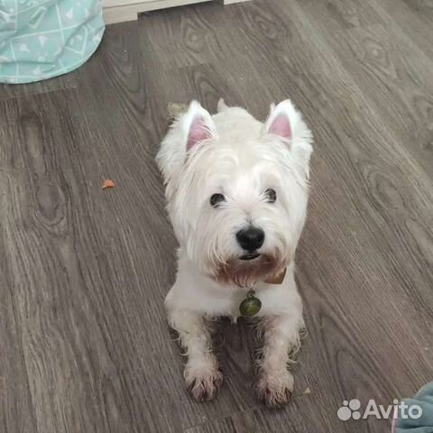Вест хайленд вайт терьер ищет дом