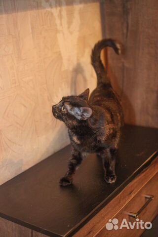 Кошечка черепахового окраса