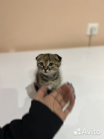 Шотландская вислоухая