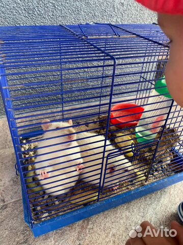 Крыски с клеткой, бесплатно