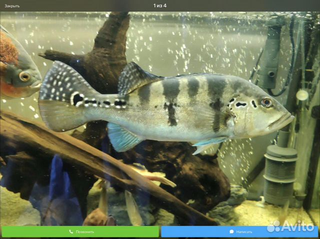 Аквариумные рыбки цихлиды