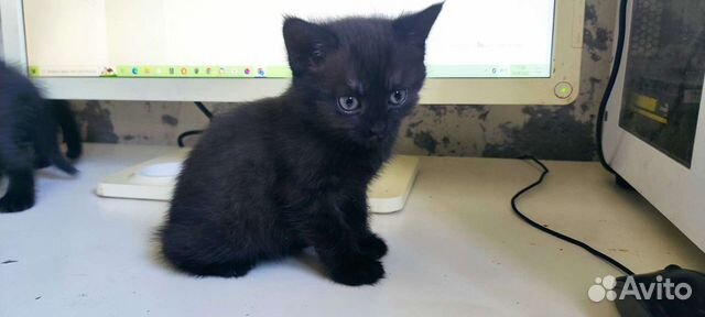 Котята девочки полубританки