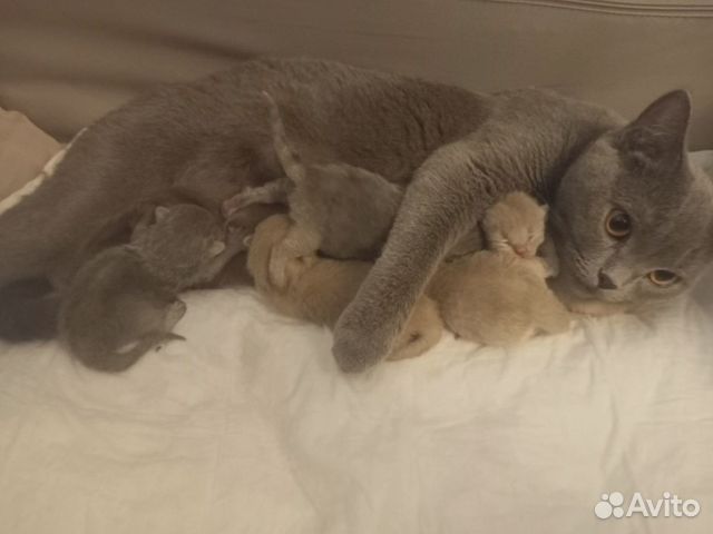 Продам британских красавиц