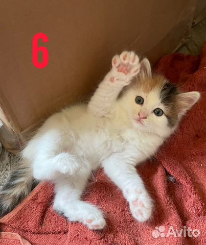 Необычные котята в добрые руки