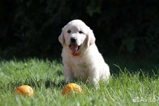 Золотистый ретривер