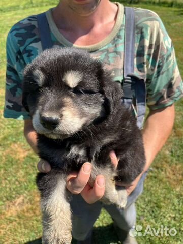 Вики. Умничка с ладошку ищет дом