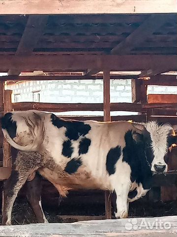 Быки на мясо