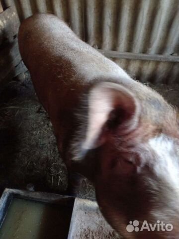 Хряк продаётся