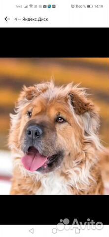 Пес шарпей Мишка 4годика кастрирован домашний