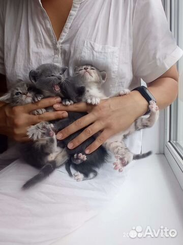 Котята в добрые руки