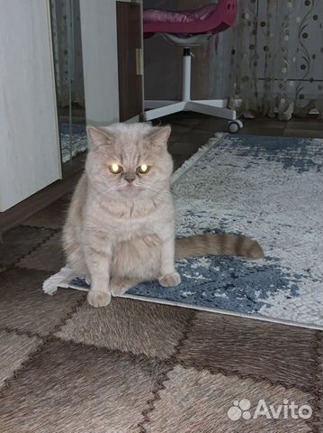 Этот Лев ждет свою Тигрицу вязка