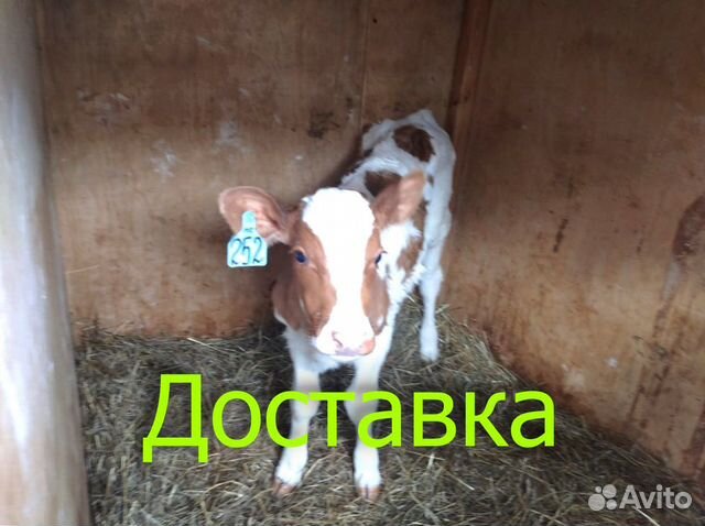Телята телочки бычки доставка