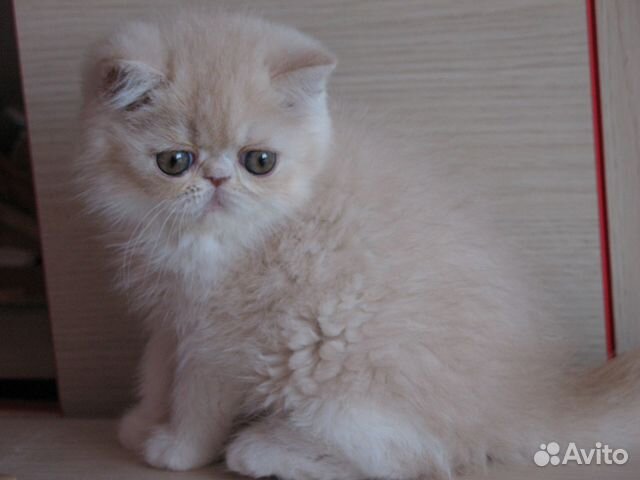 Котик кремовый биколор