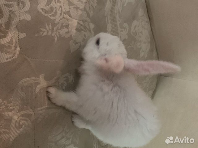 Кролик