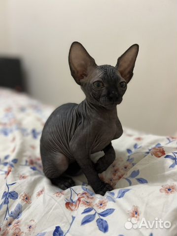 Канадский сфинкс