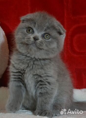 Вислоухая голубая кошечка