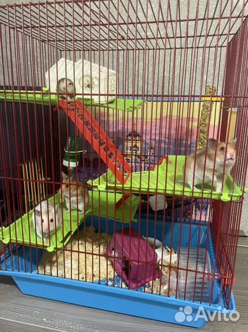 Сирийский хомяк малыш