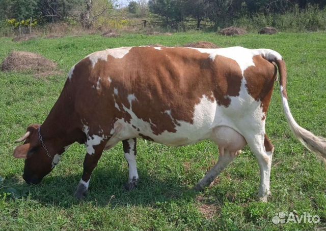Корова высокоудойная
