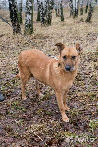 Застенчивая красавица Белла хочет уехать из приюта