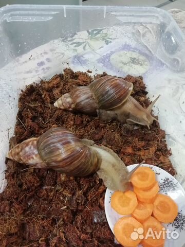 Улитки ахатины бесплатно