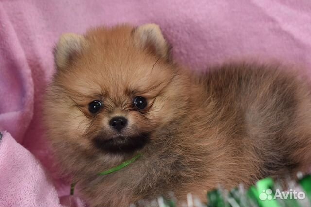 Шпиц - очень курносый малыш