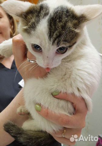 Котенок в добрые руки