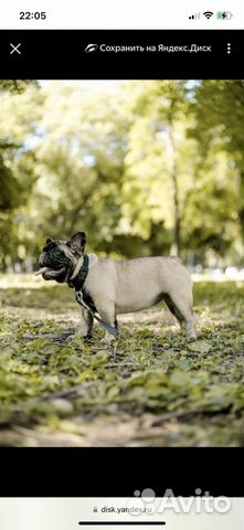 Французский бульдог