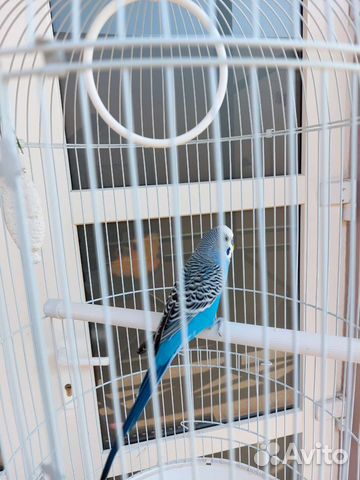 Волнистый попугай с клеткой