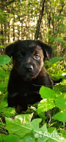 Крупный щенок