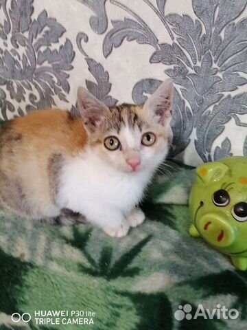 Котёнок Дюймовочка а добрые руки